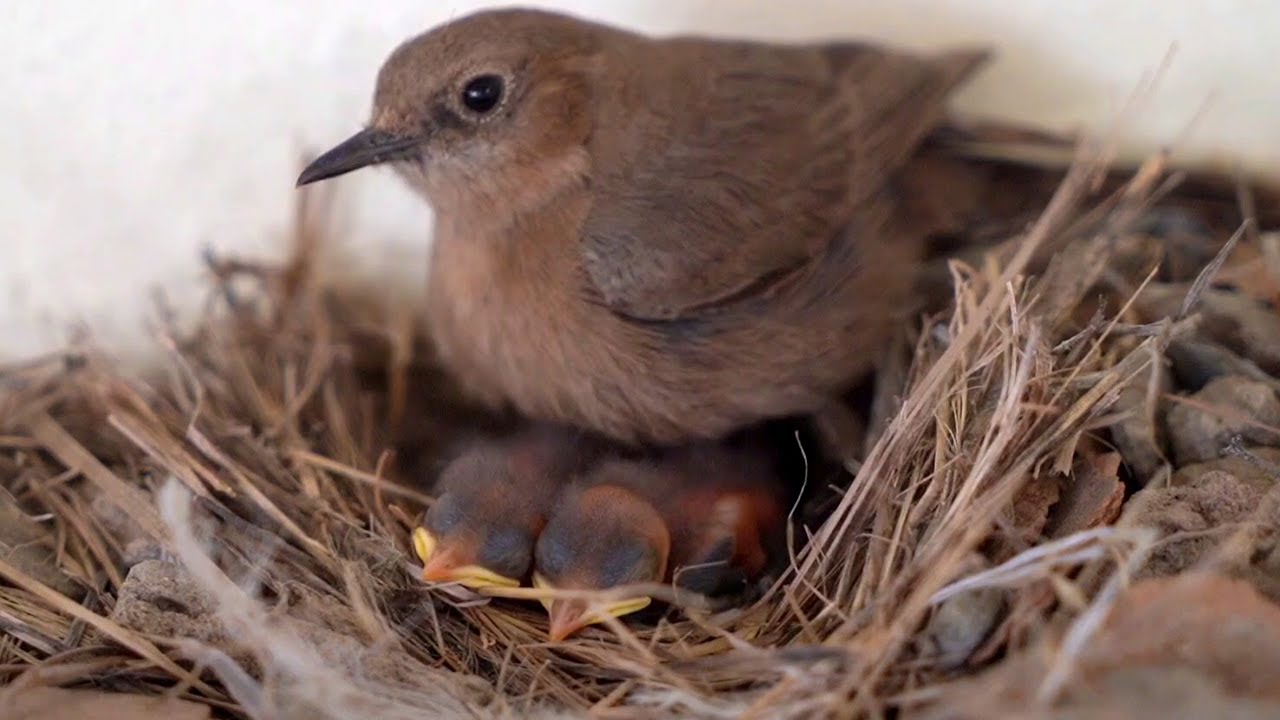 Brown rock chat Bird Is Warming His Babies Under The Warm Feathers ...