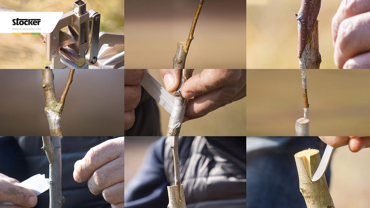 Le tecniche degli innesti - Come eseguire vari tipi di innesto - YouTube