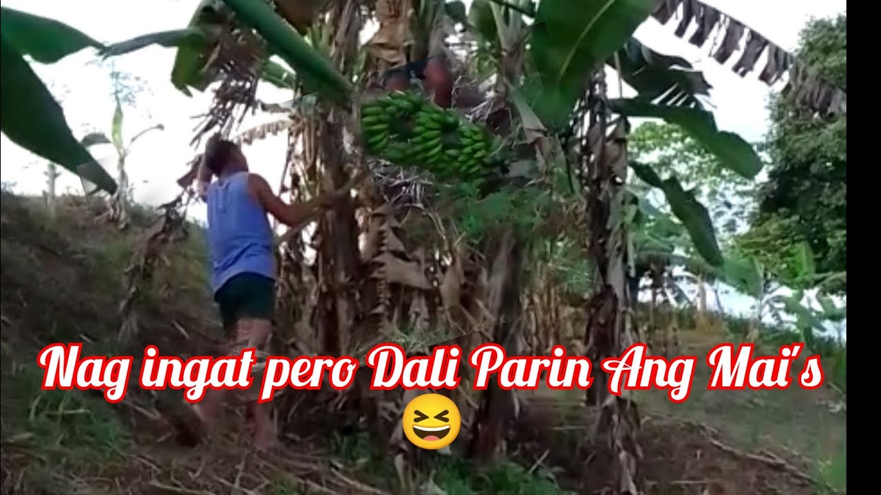 HARVESTING BANANA AT THE FARM/MAINGAT PARA DI MADAGANAN ANG MAIS. - YouTube