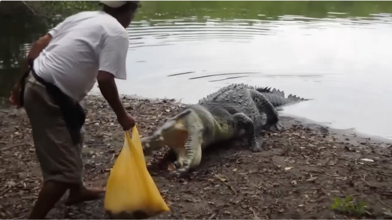 Stupid animal clips I found on Reddit - YouTube