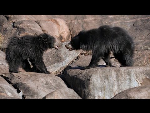🔥 Insane One-on-One Bear Fight! 😱 Sloth Bear vs Black Bear Battle ...