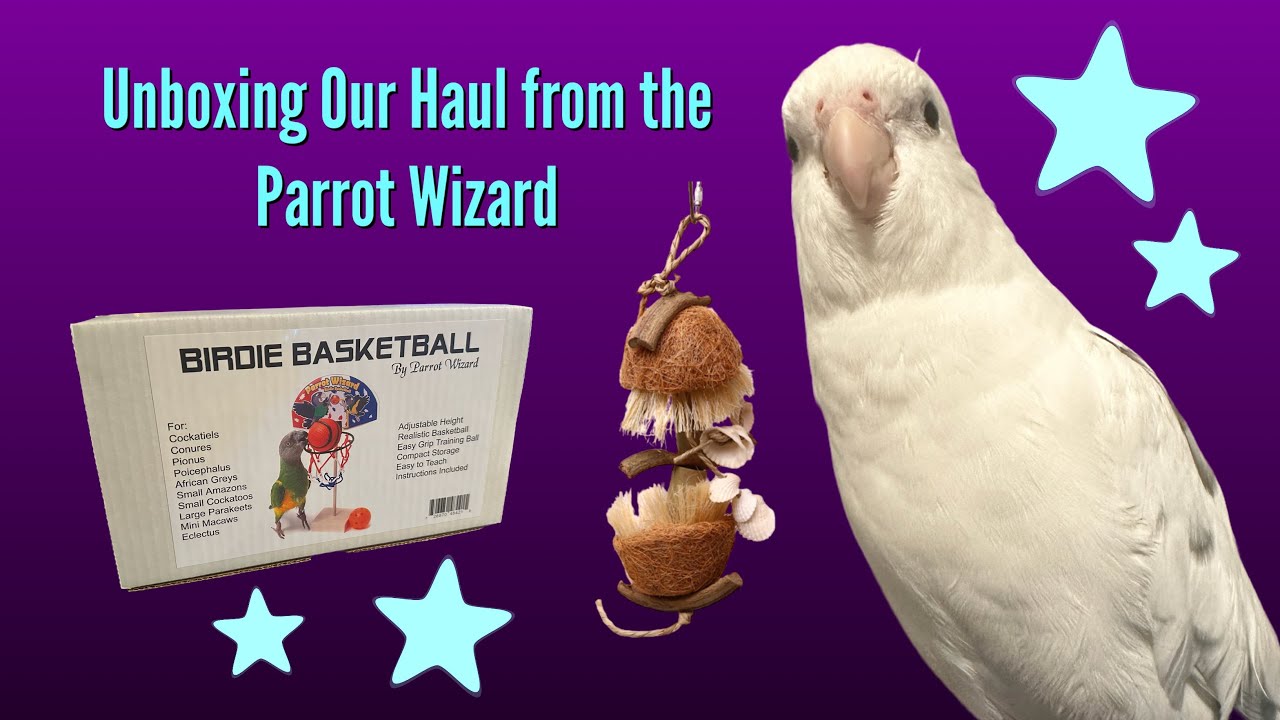 Brody the Cockatiel Helps Me Unbox Toys From the Parrot Wizard! - YouTube