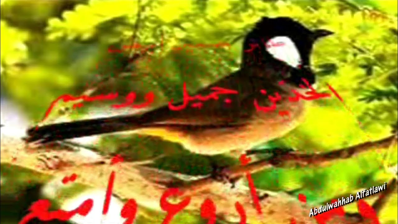 تعليم تغريد صغار بلبل عراقي أبيض الخدين Bulbul Iraqi bathe - YouTube