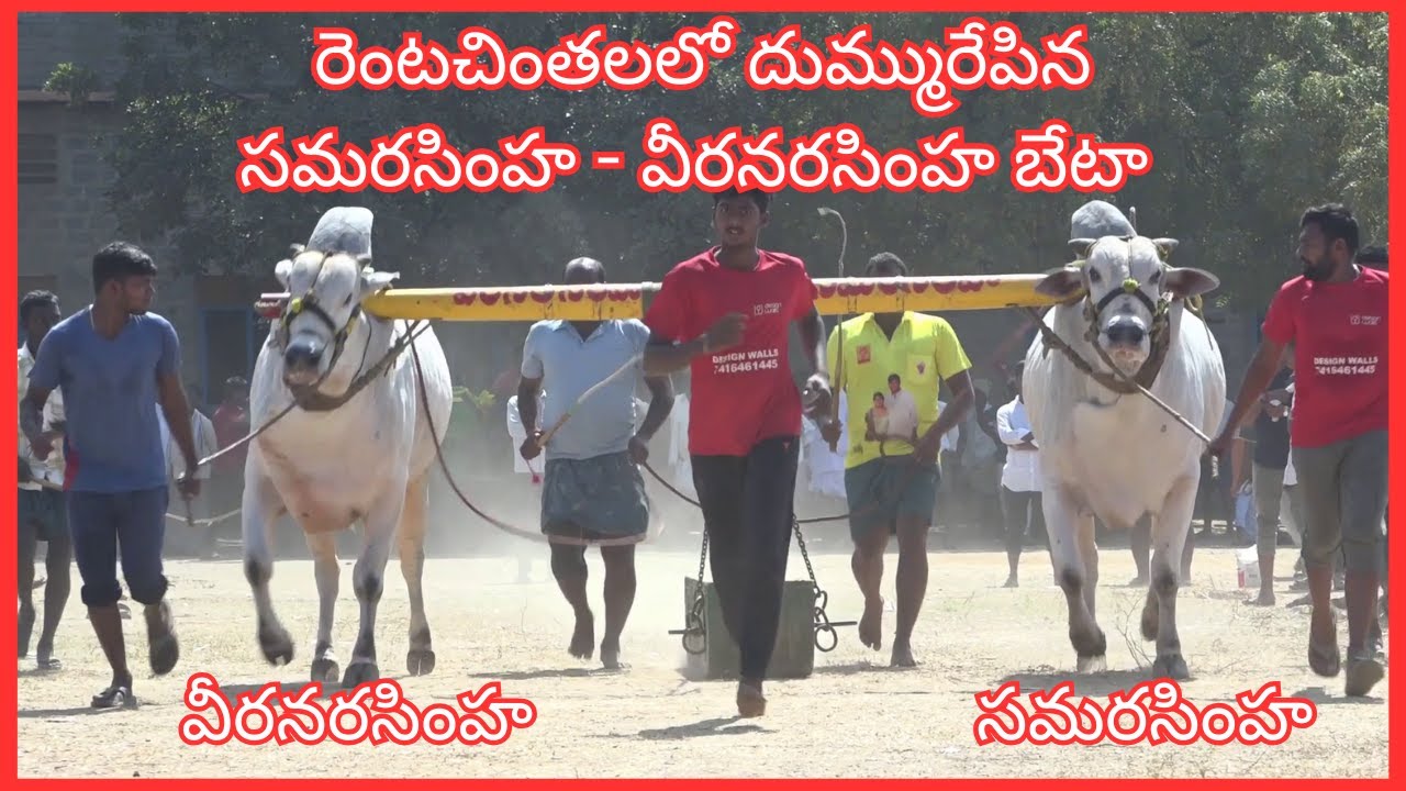 రెంటచింతలలో సమరసింహ - వీరనరసింహ అభిమానుల కోలాహలం || RK BULLS || Ongole ...