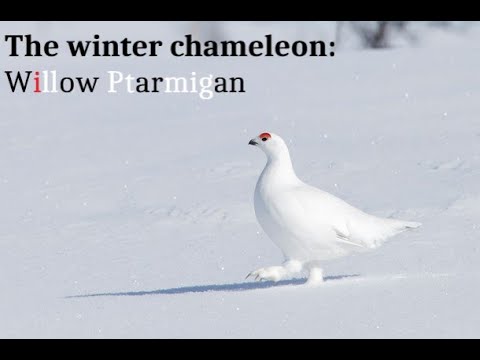 The Winter Chameleon: Willow Ptarmigan (Lagopus lagopus) - YouTube