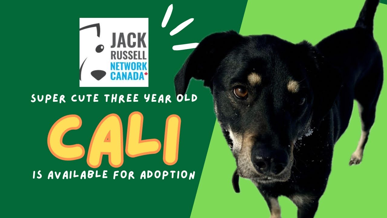 Adopt Cali - Jack Russell Network Canada - YouTube