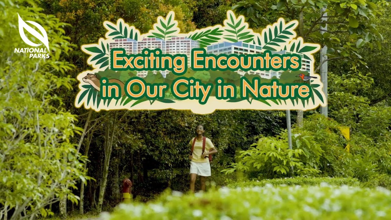 Exciting Encounters in Our City in Nature Teaser - YouTube