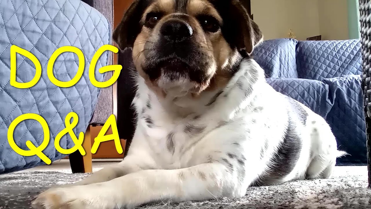 Doggo Questions Answered - YouTube
