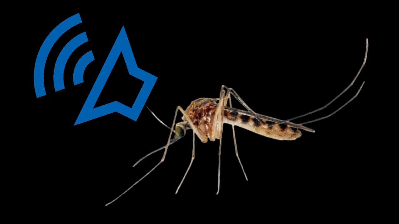 MOSQUITO SOUND - SMALL HANG - MOSQUITO SOUND - YouTube