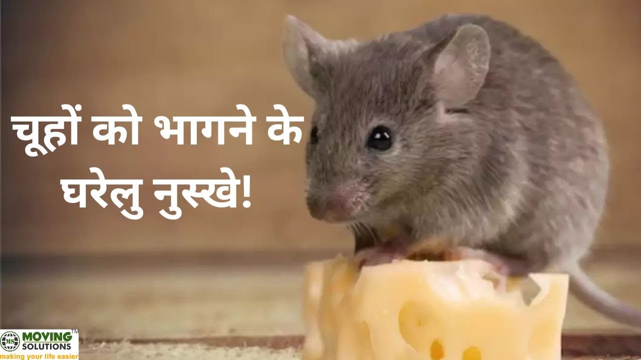 How to Get Rid of Rat/Natural Home Remedies for Rat Control/Rat Control ...