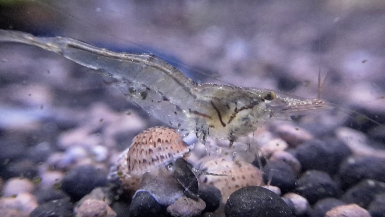 Caridina simoni simoni - YouTube