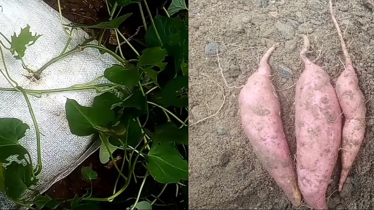 Digging sweet potatoes at home - YouTube