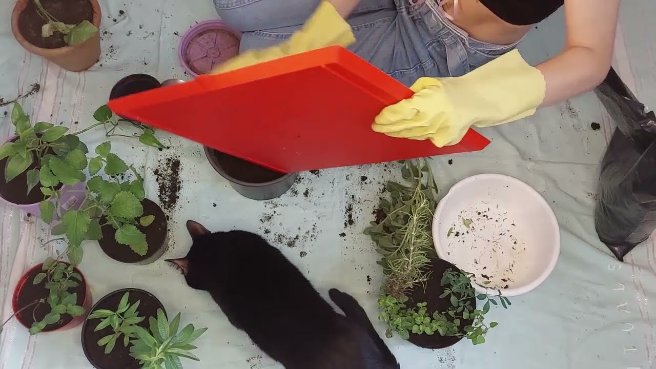 silent video: plant with me and my cat 🌿🐱 mint, rue, rosemary and more ...