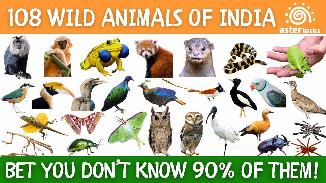 108 Amazing Indian Wild Animals Kids Must Know | Learn Wild Animal ...