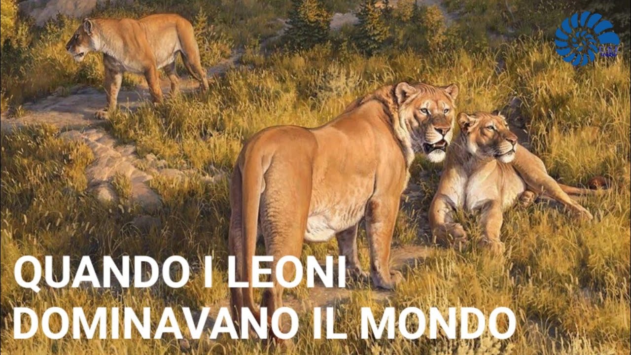 Quando i Leoni Dominavano il Mondo - YouTube