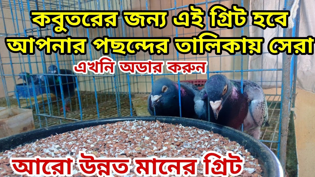 আপনার ভালোবাসার কবুতরের জন্য এখনি এই উন্নত মানের গ্রিটটি অডার করুন ...