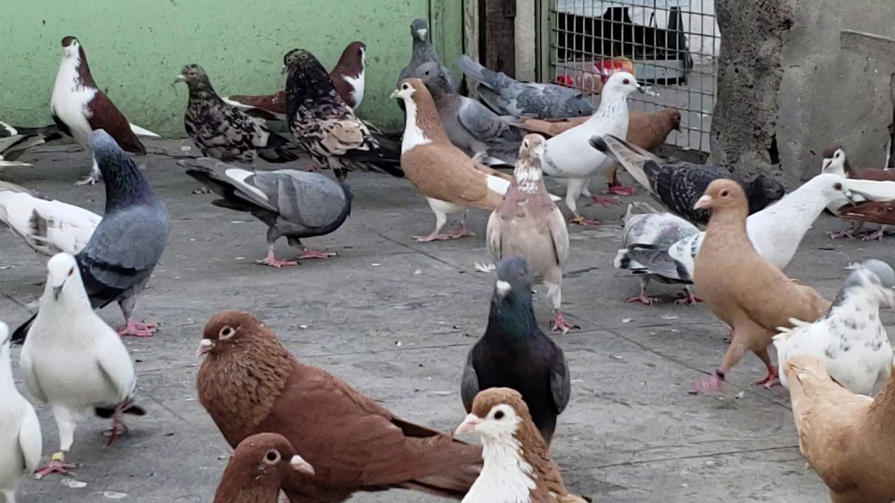 rangeen indian colorful - YouTube