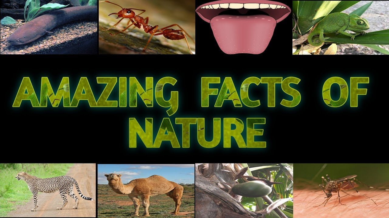 Nature facts amazing facts | Facts of Nature (Part 1) | Learning Key ...