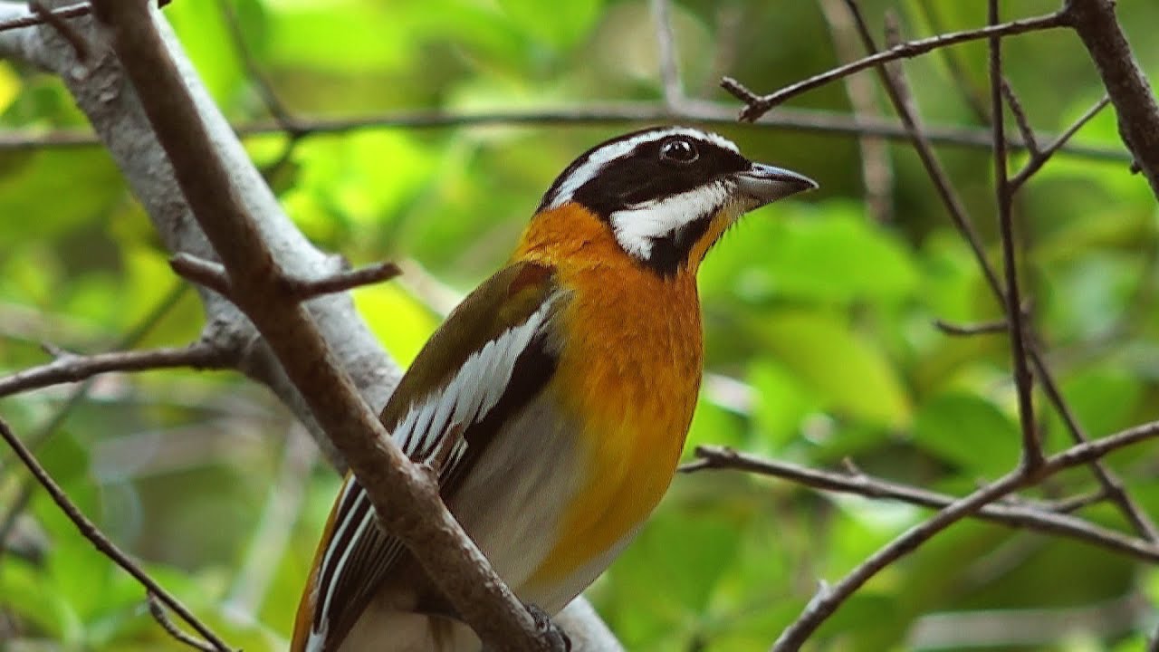 Oiseaux De Cuba Tangara À Tête Rayé Birds Of Cuba Stripe Headed Tanager ...