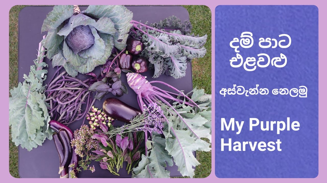 අපි අස්වැන්න නෙලමු. බලන්න මේ සමහර එළවළු දම් පාටින් දැකලා තියෙනවද කියලා ...