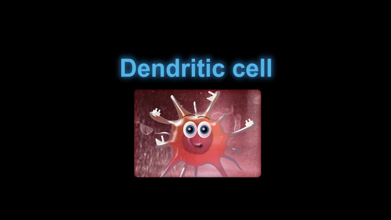 Dendritic Cell Cartoon