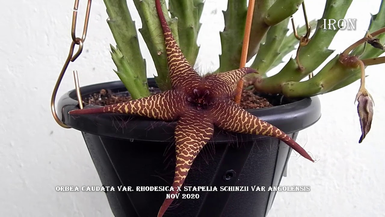 Orbea caudata var rhodesica x stapelia schinzii var angolensis - YouTube
