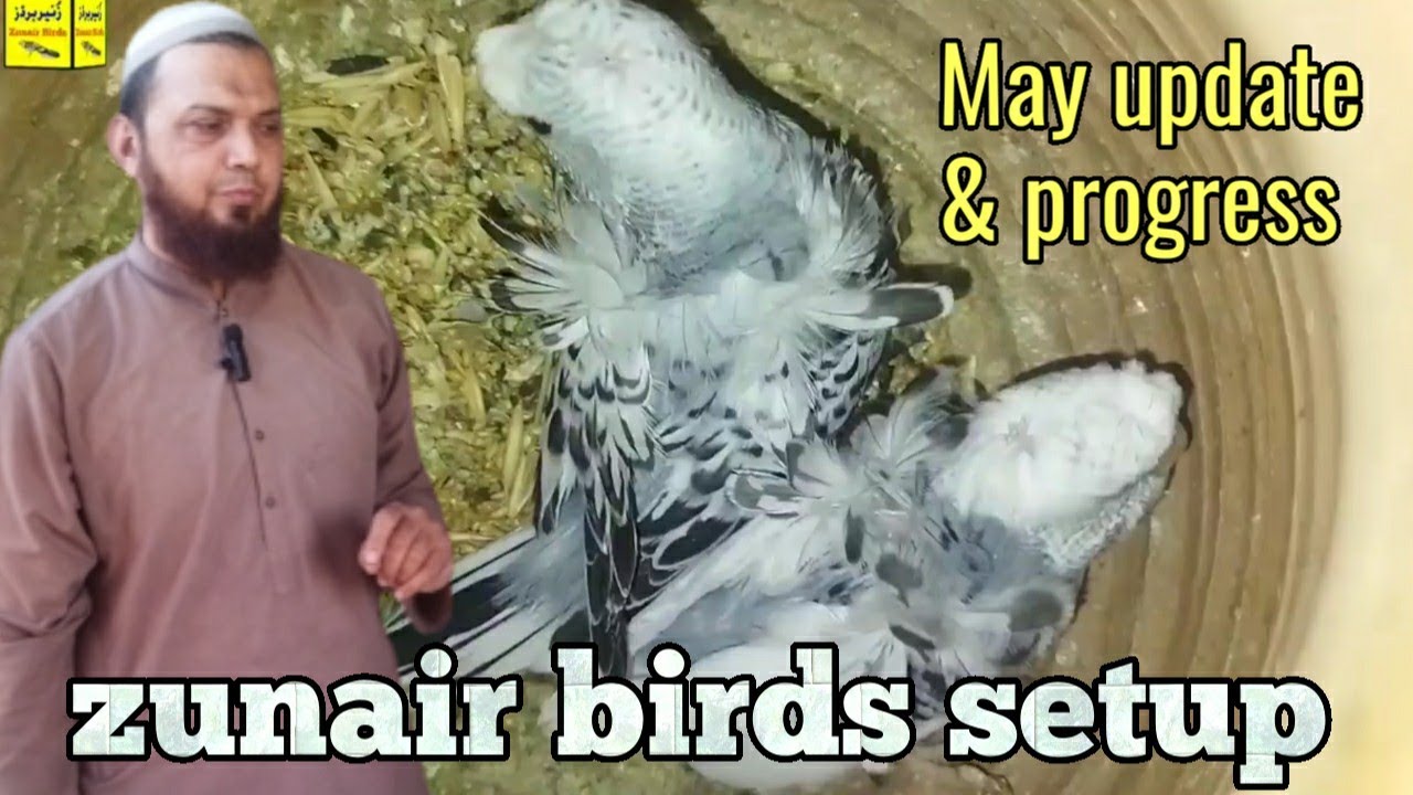 Zunair Birds setup latest update & progress||Zunair Birds - YouTube