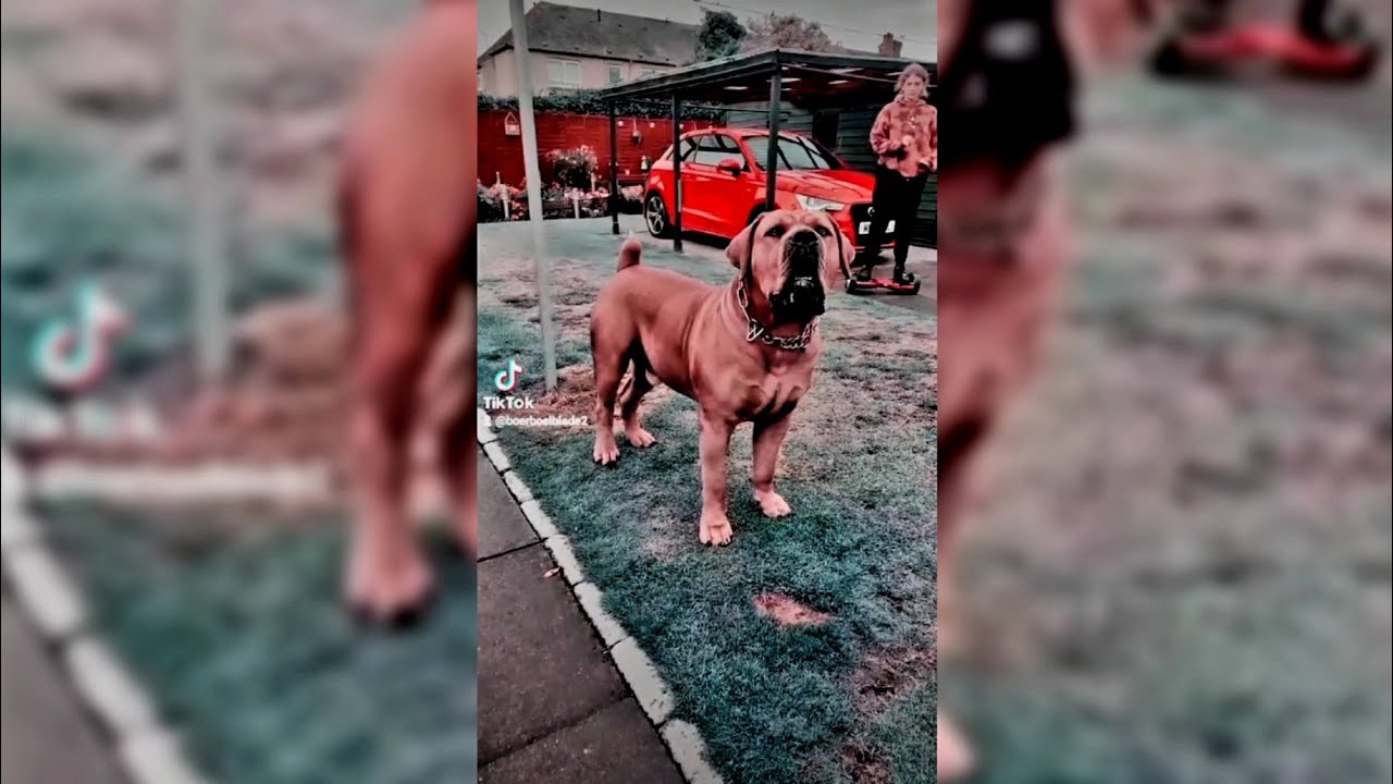 boerboel blade & aria 540 - YouTube