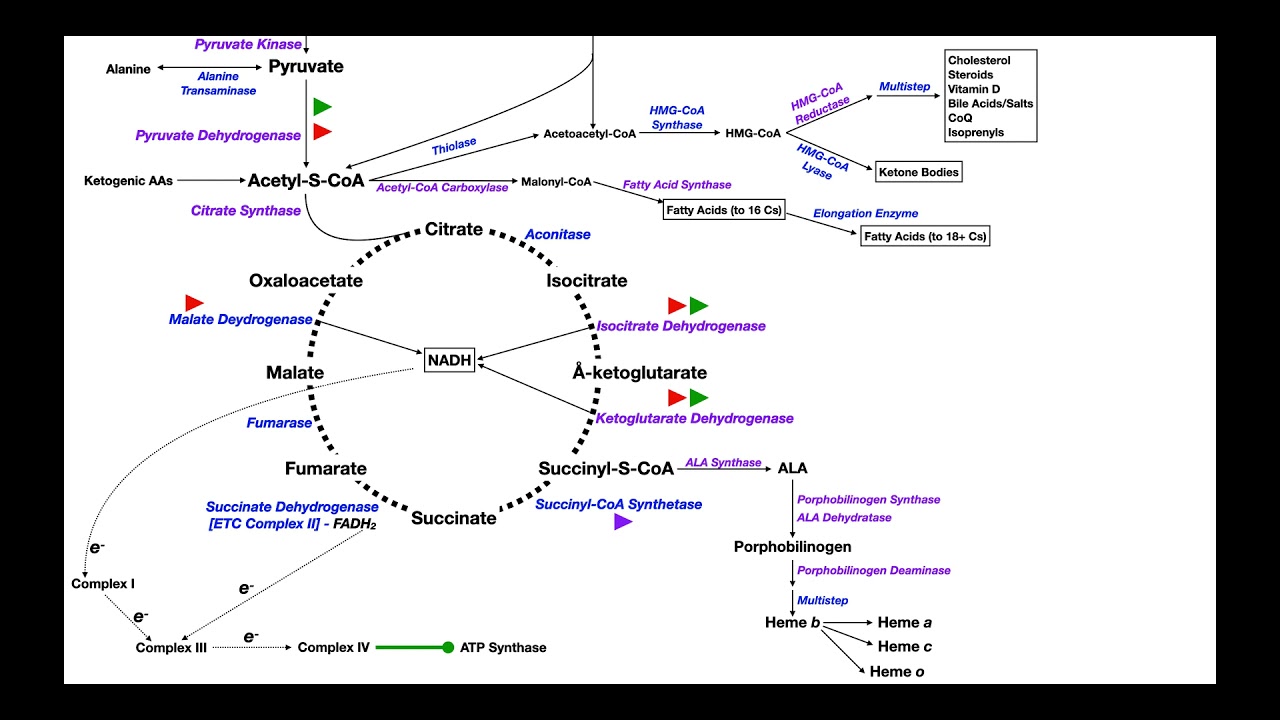 Overview of Metabolism [Part 3] | Acetyl-CoA & Anaplerotic Reactions ...