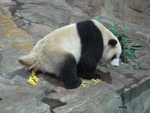 Panda Pooping - YouTube