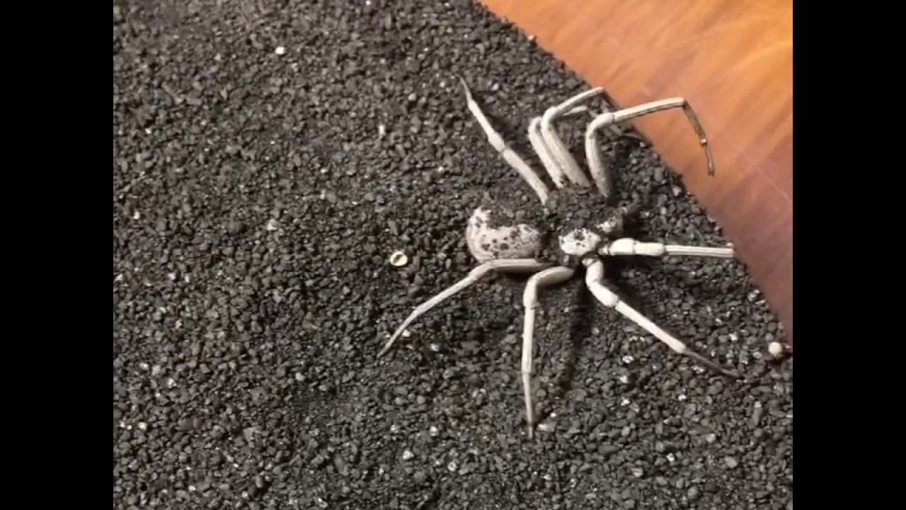 Six-Eyed Sand Spider (Sicarius sp) Ambushes Prey - YouTube