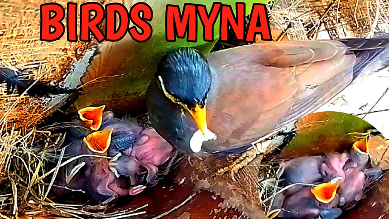 Myna birds raise young in the nest well.@Bird life Nest - YouTube