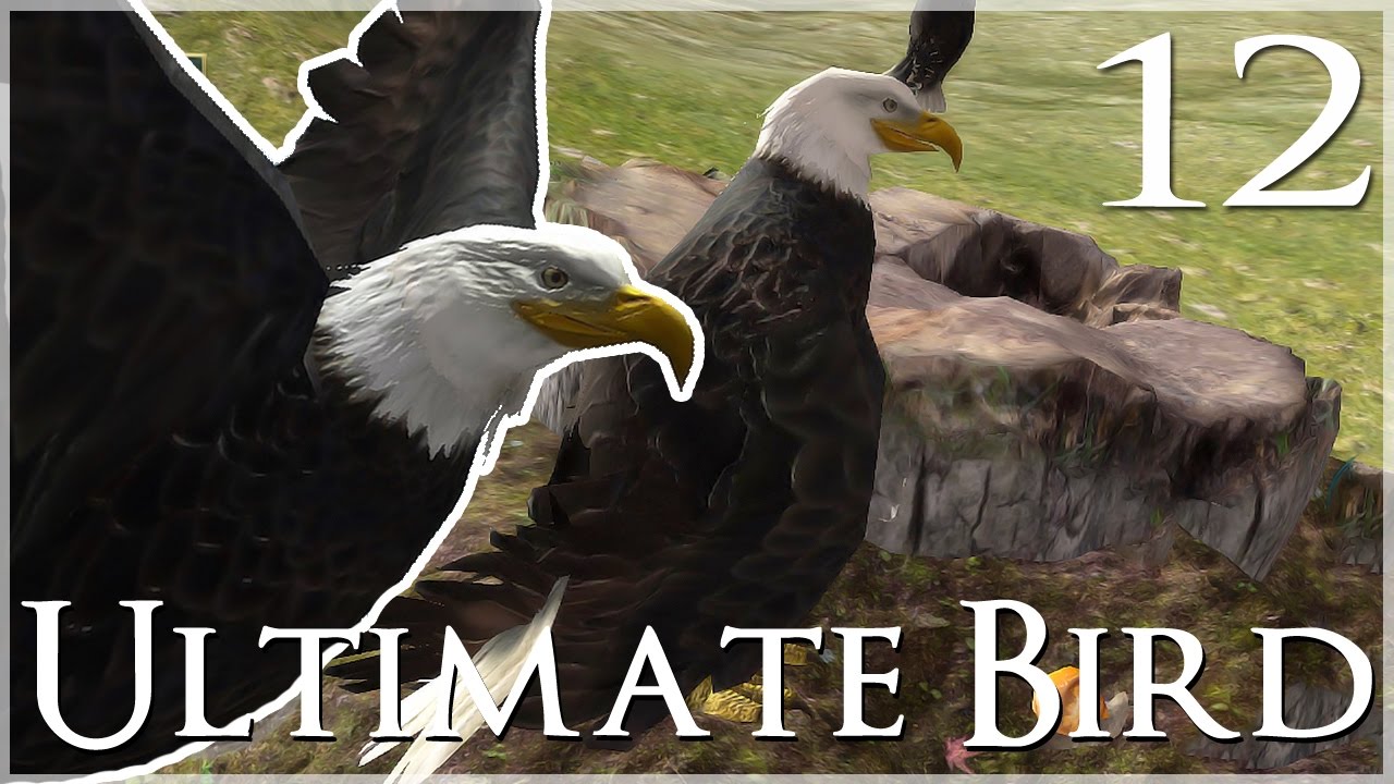 A Golden-Eyed Eaglet's Curiosity 🐦 Ultimate Bird Simulator - Episode ...