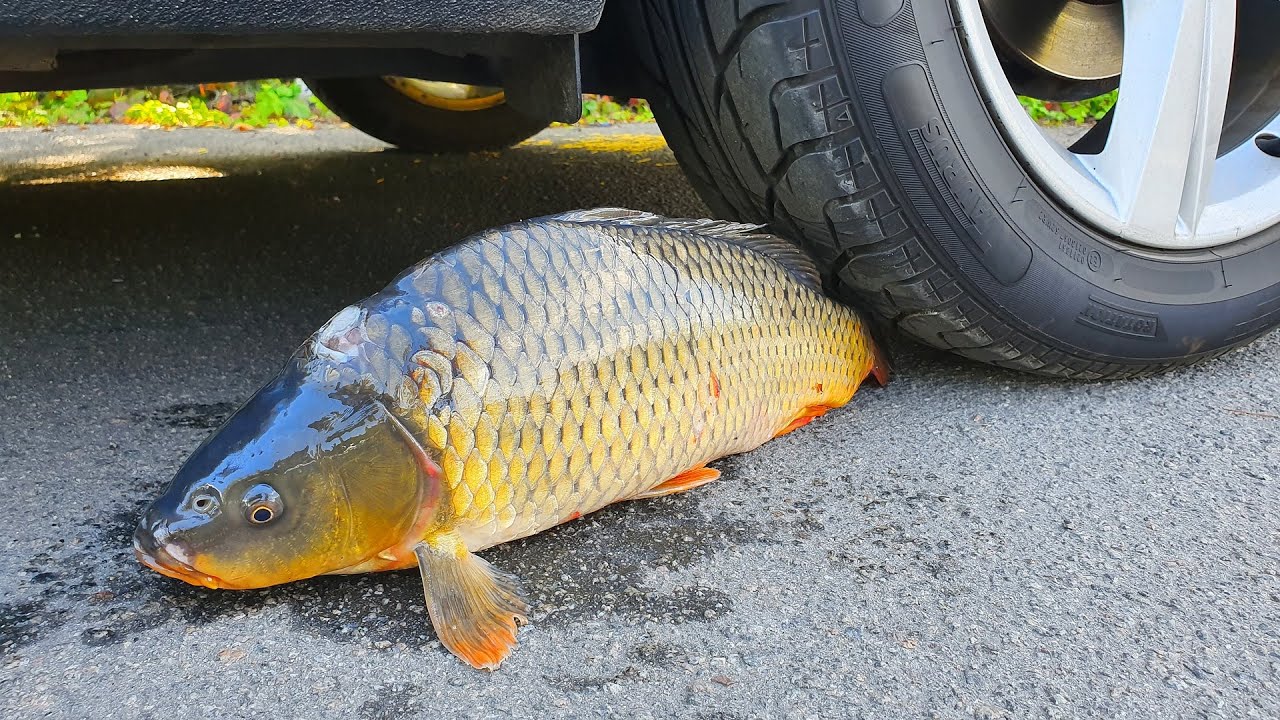 Crushing Crunchy & Soft Things by Car! - EXPERIMENT: FISH VS CAR - YouTube