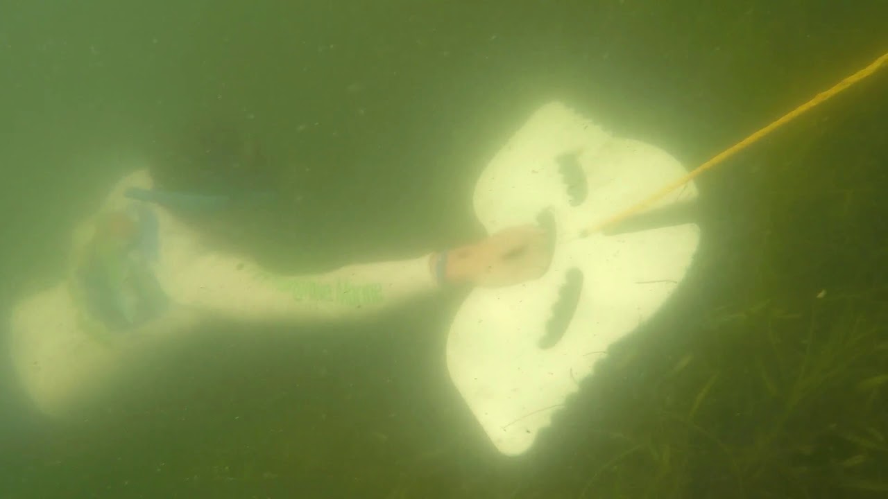Best Way to Find Lobster | Mangrove Marine Dive Sled - YouTube