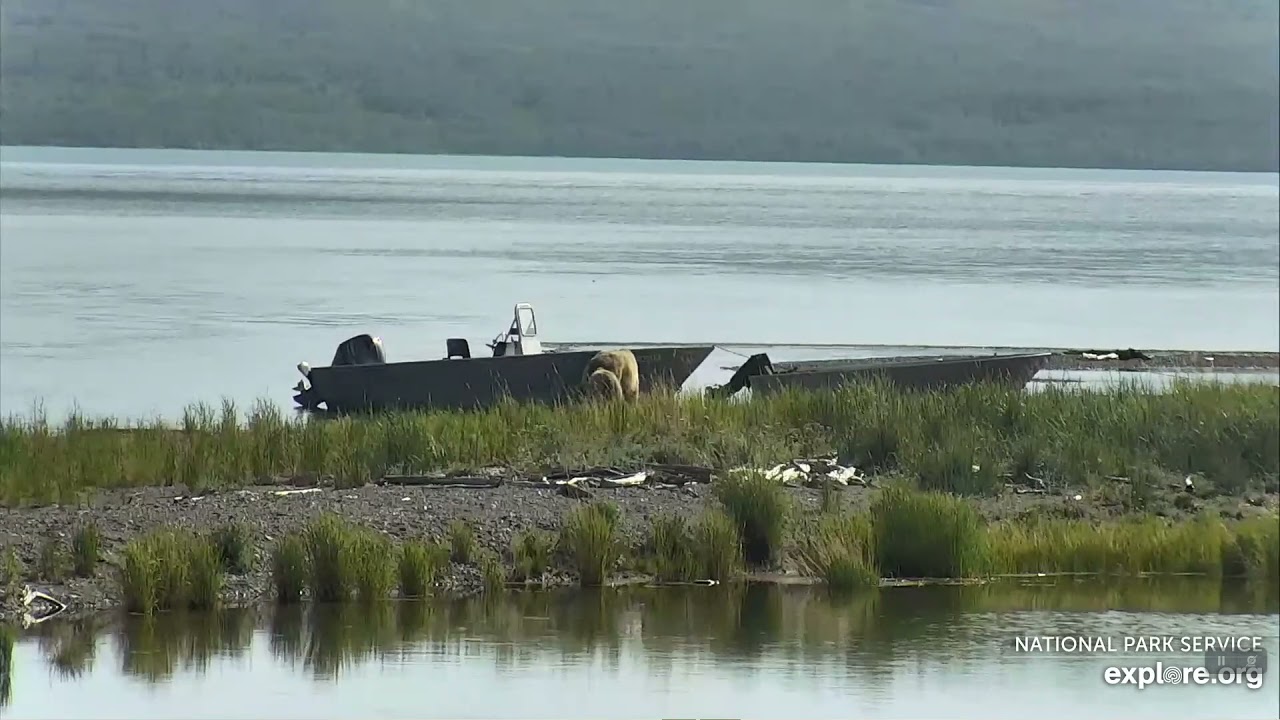 6/14/2021 Bear 435 Holly & cub on the LR Explore.org - YouTube