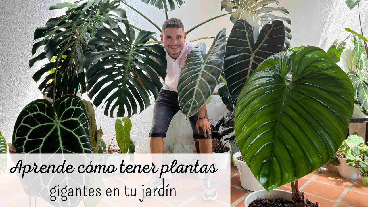 El secreto para tener HOJAS GRANDES EN TUS PLANTAS | formula para tener ...