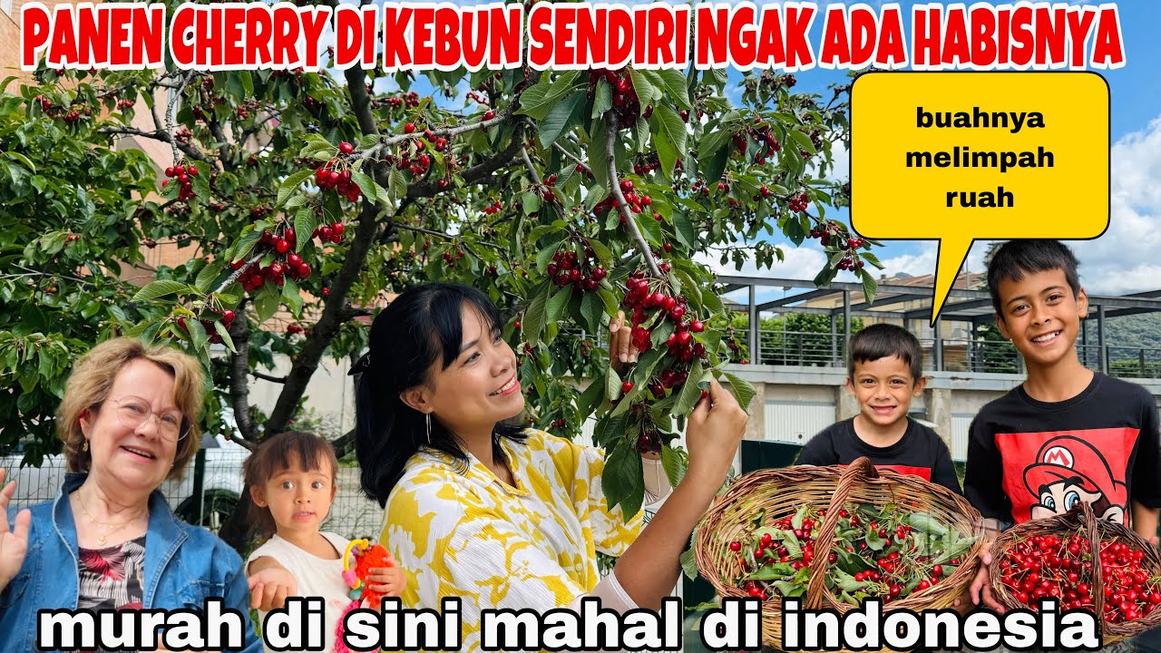 PANEN CHERRY DI KEBUN SENDIRI NGAK ADA HABISNYA ,MURAH DI SINI MAHAL DI ...
