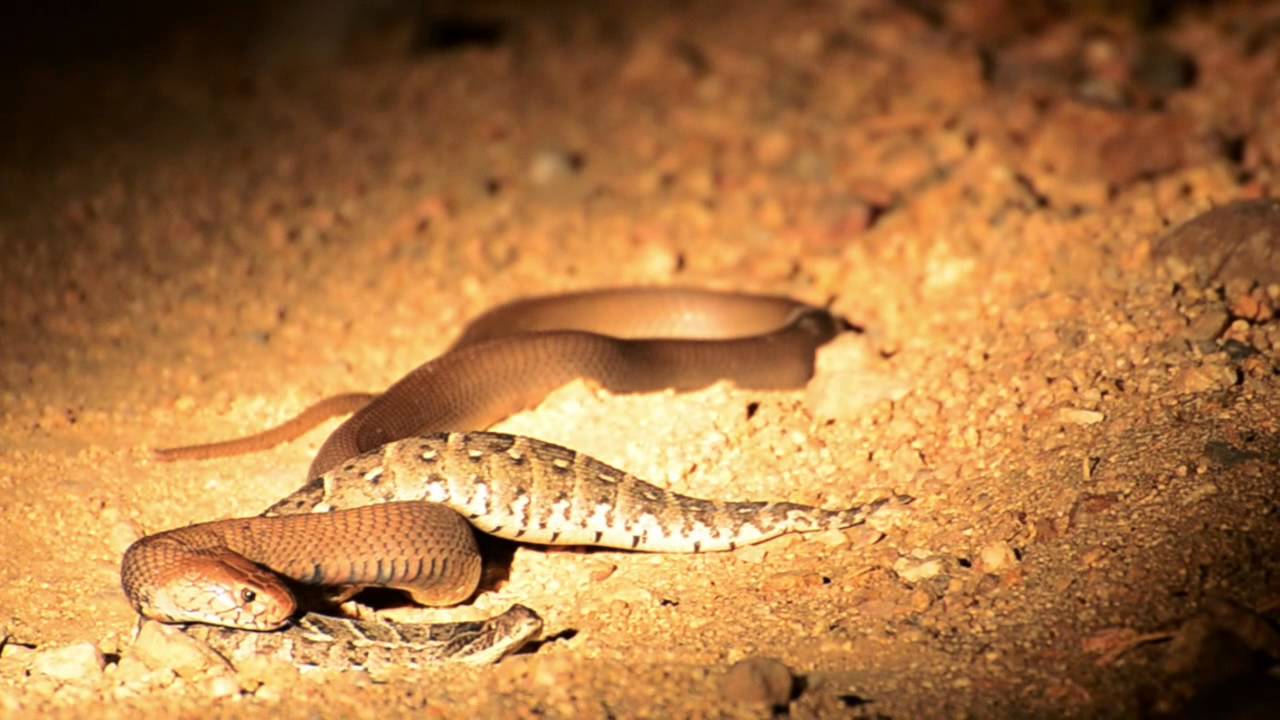 Ulusaba Snake War - YouTube