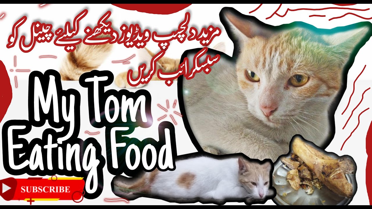 Cat Eating Food with Excitement | My Tom - YouTube