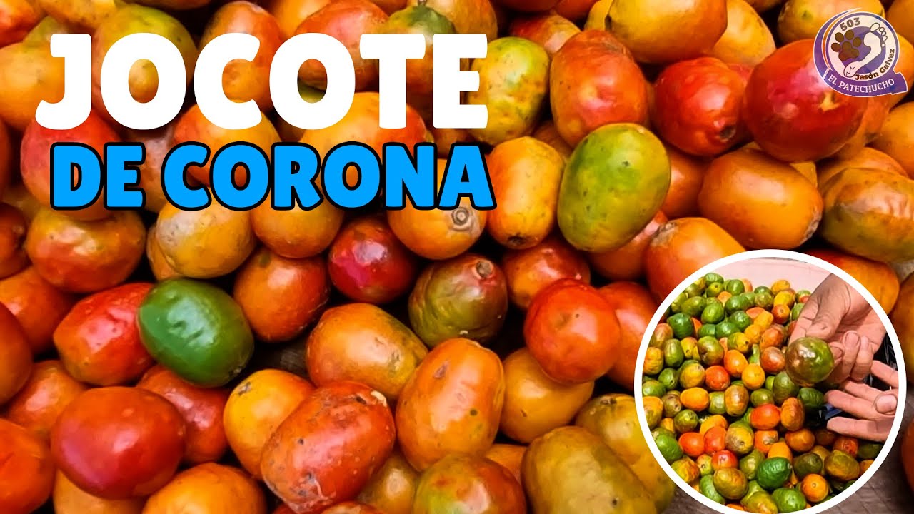 Ya salieron los JOCOTES DE CORONA | frutas tropicales de el salvador 🐾🐕 ...