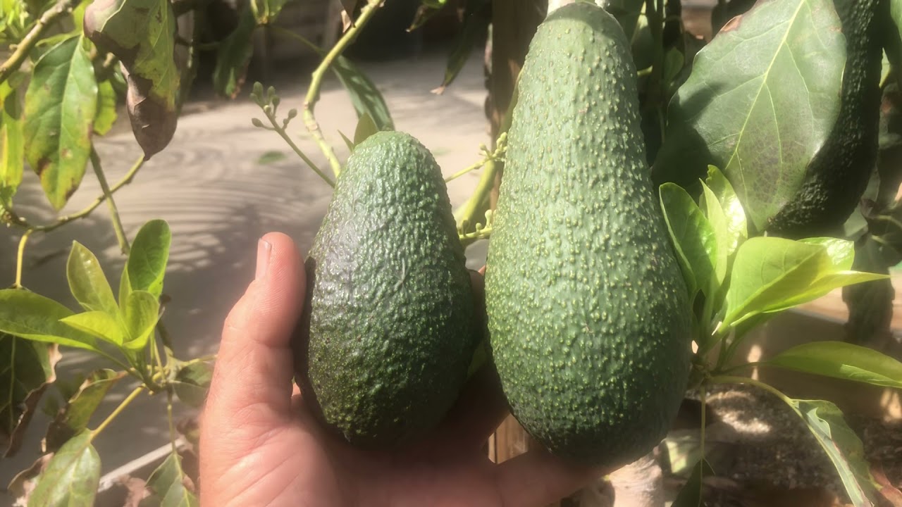 Pinkerton Avocado Tree