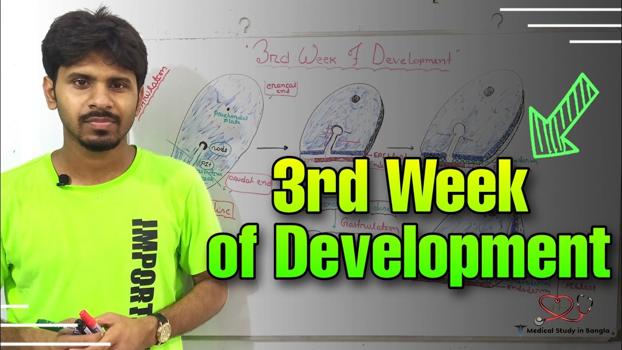 3rd week of development detail explanation in bangla - YouTube