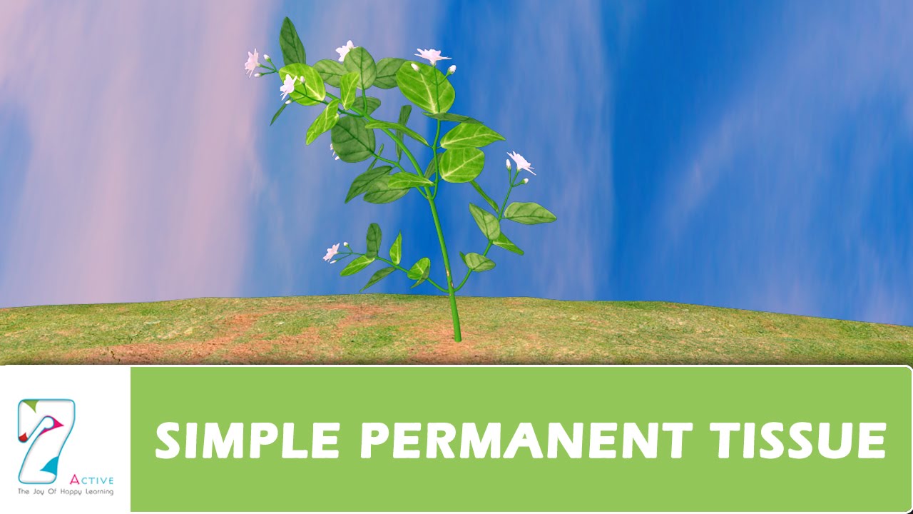 SIMPLE PERMANENT TISSUE YouTube simple-permanent-tissue-youtube