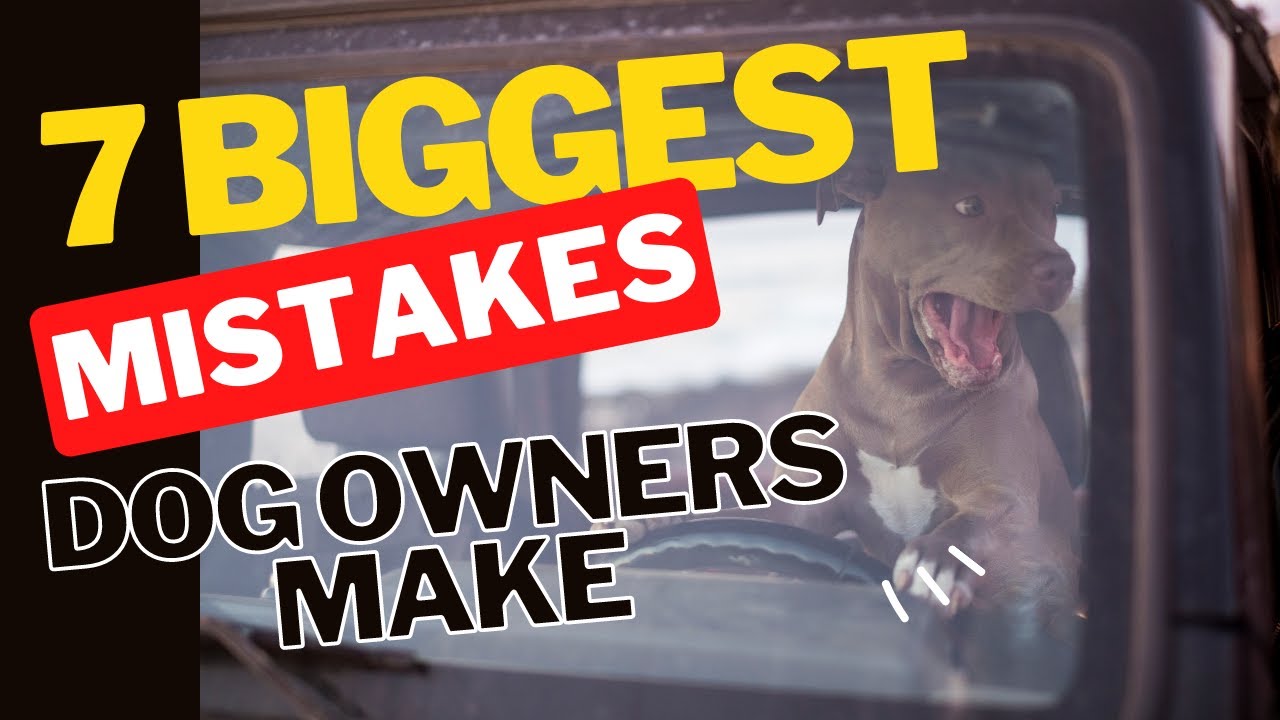 7 BIGGEST mistakes dog owners make (and how to correct them) - YouTube