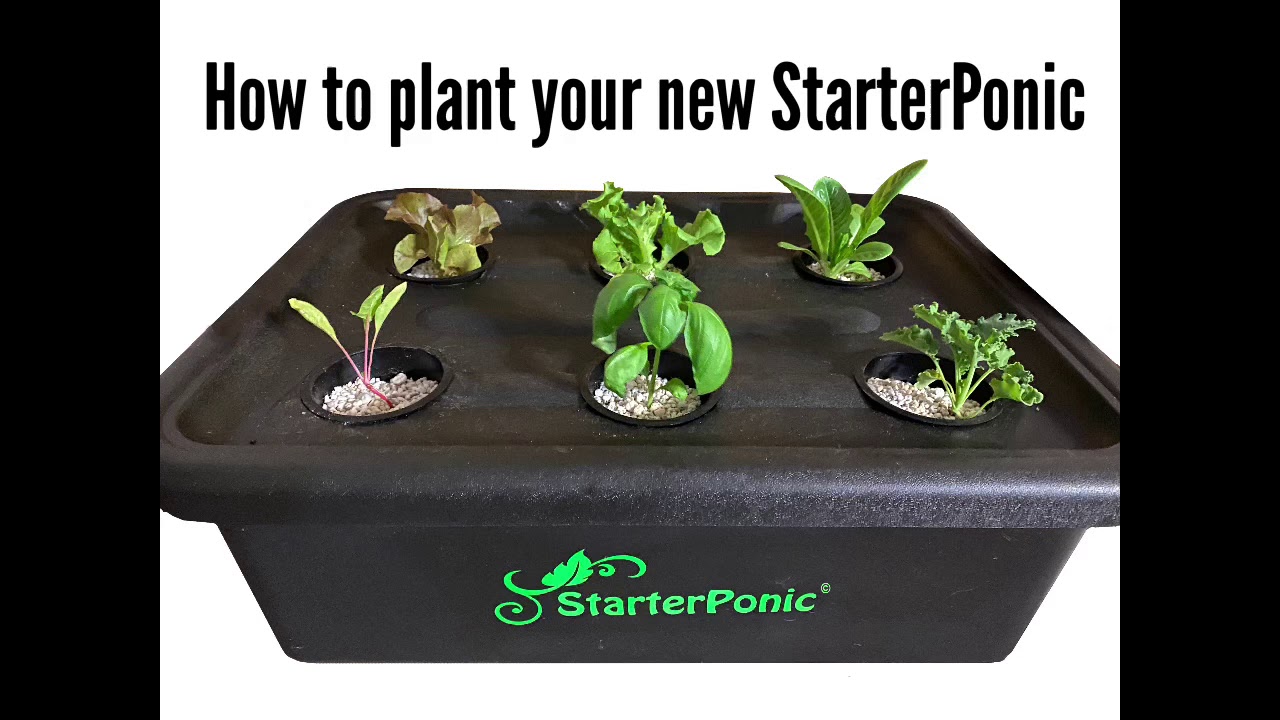Setting up your new hydroponic system at home for beginners - YouTube