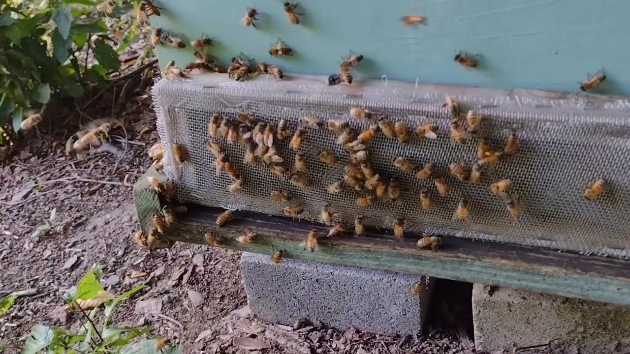 Do Robbing Screens Keep Your Own Bees Out? - YouTube
