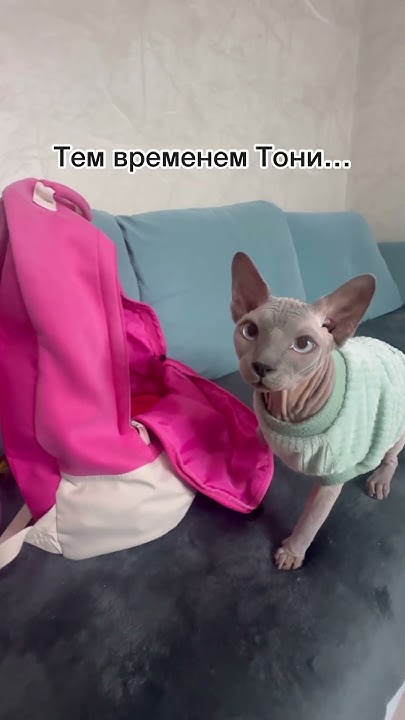 КУДА ЖЕ БЕЗ ТОНИ😻 Instagram Tonililacats Cat Sphynx Home Youtube