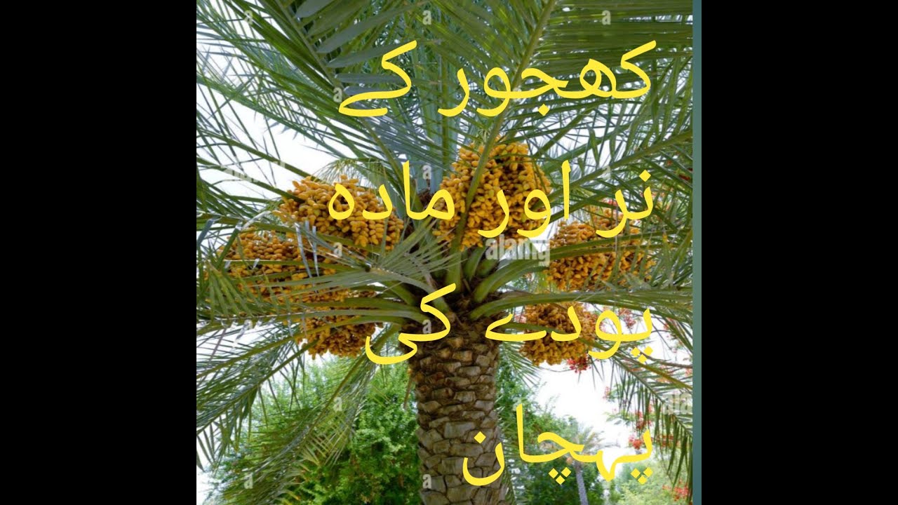 How To Identify Male And Female Date Palms at Carol Connell blog