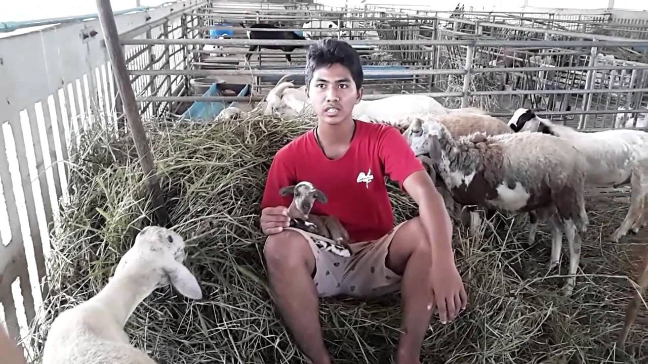 Bore Goat KU.KPS Eng3 หมู่705 อาจารย์จินดารัตน์ - YouTube